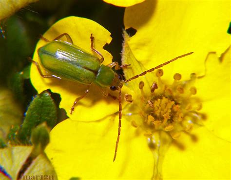 Northern Corn Rootworm Beetle Diabrotica Barberi North American