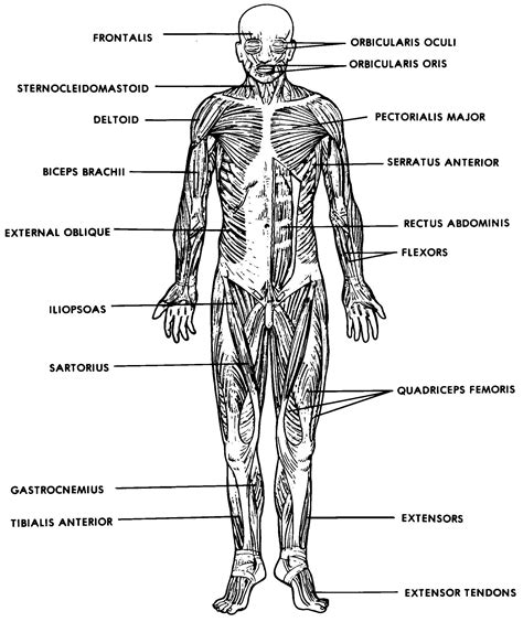 Muscular System Printable Diagram Free Math Worksheet Printable