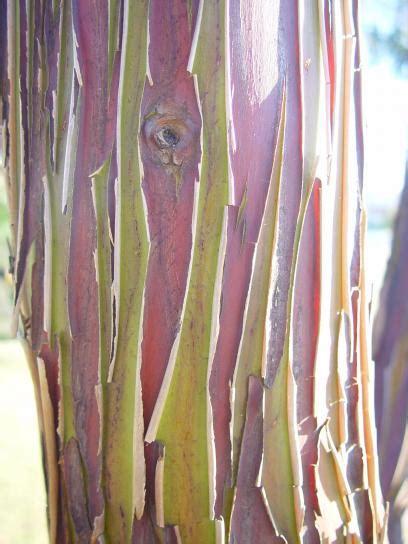 Free Picture Up Close Stringy Bark Carramar