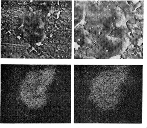 Figure 4 From Scanning Electron Microscopy Of Cut Tooth Surfaces And