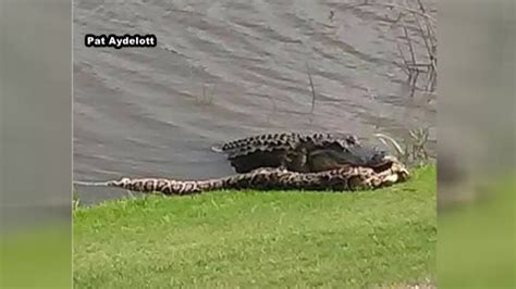 Python Eats Crocodile