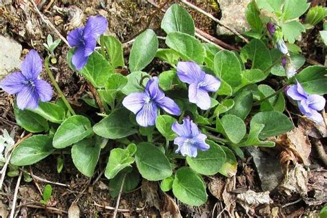 Violet Early Blue Viola Adunca