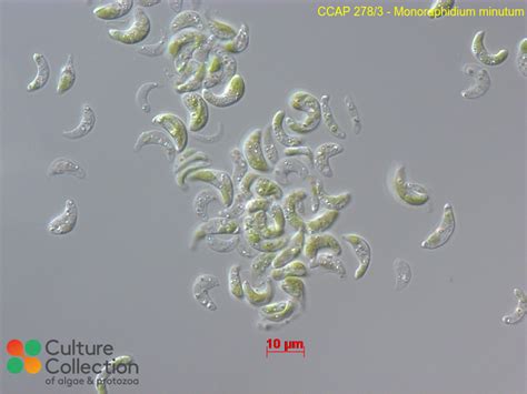 Monoraphidium Minutum