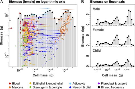 Pnas速递：人体细胞大小和数量的权衡 智源社区