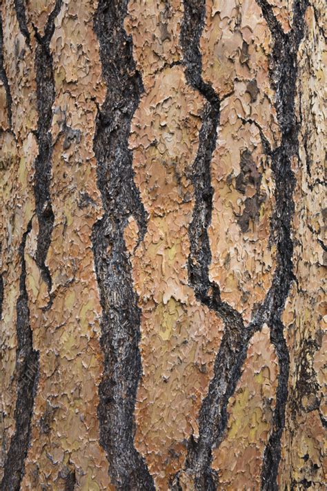Pine Tree Bark Stock Image F0374641 Science Photo Library