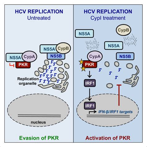 Working Model For The Proposed Roles Of Cyps In Hcv Replication And