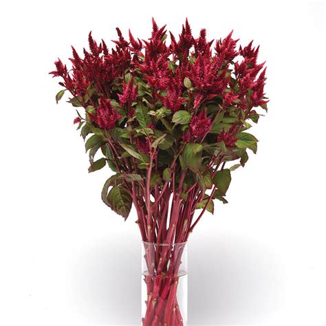 Celosia Celway Red Seed Harris Seeds