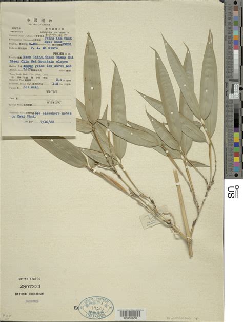 Phyllostachys Sp Smithsonian Institution