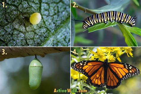 Monarch Butterfly Life Cycle Timeline 720x1080
