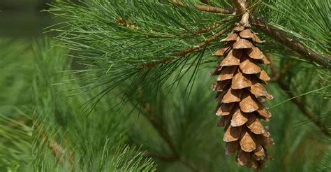 White Pine Identification How To Know Its A White Pine Embracegardening