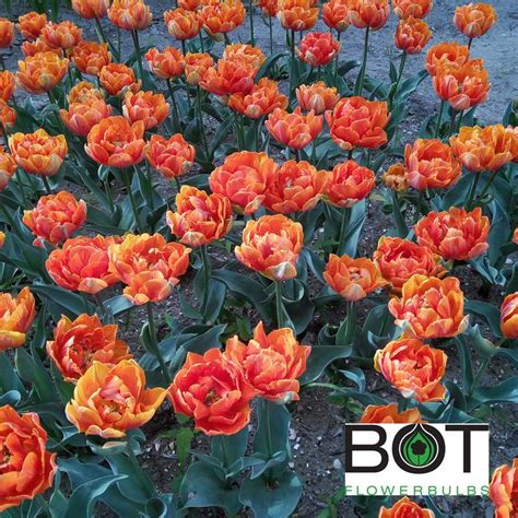 Orange Princess Bot Flowerbulbs
