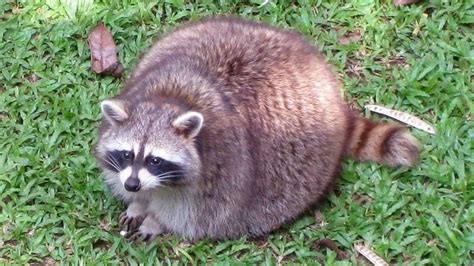 Fat Marine The Raccoon
