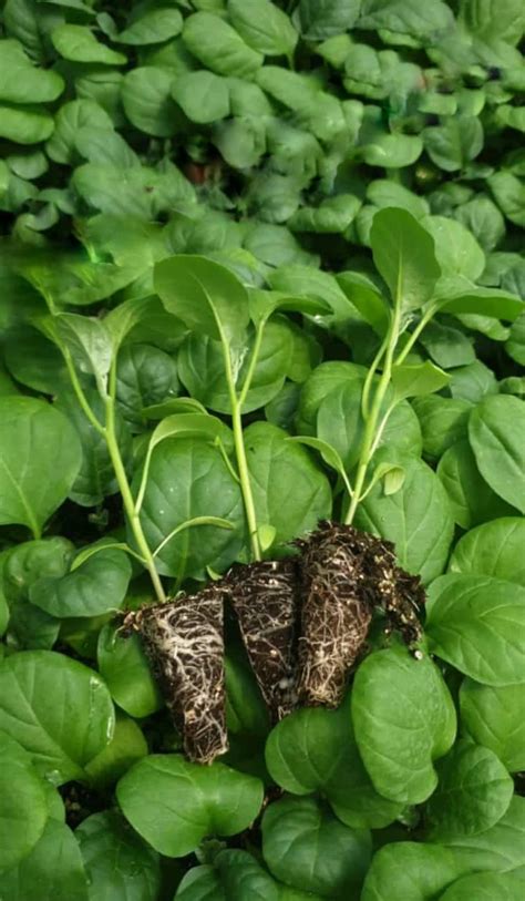 A117 F1 Patlican Fİdesİ Fide Pazarı Fide Fiyatları Sebze Fidesi