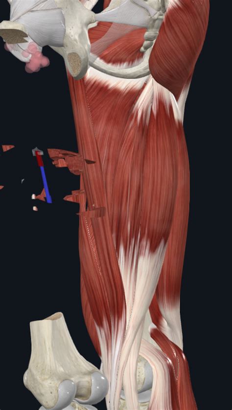 Diagram Of Case 12 Medial Thigh Muscles Quizlet