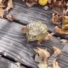 Frog Jumping  Frog Jumping Discover And Share S