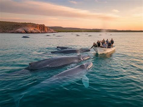 Whale Watching In Mexico 2026 Gray Whales Humpbacks And Best Season Guide