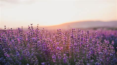 Widex Zen Tinnitus Sound Therapy Tinnitus Relief Sounds