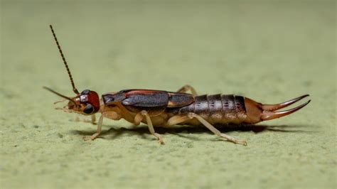 What Are Earwigs Identification Habitat And Behavior Exotella