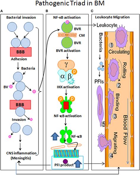Flow Chart Of The Pathogenic Triad In Bacterial Meningitis Bm A Download Scientific