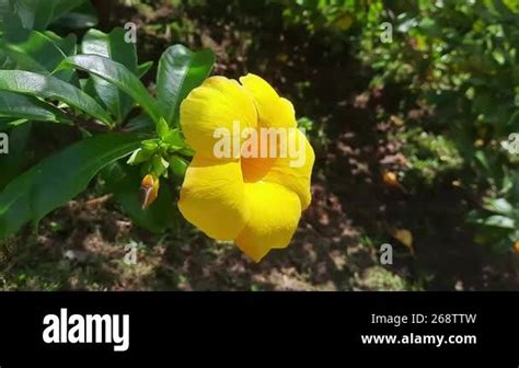 Bright Yellow Colored Flowers Stock Videos And Footage Hd And 4k Video
