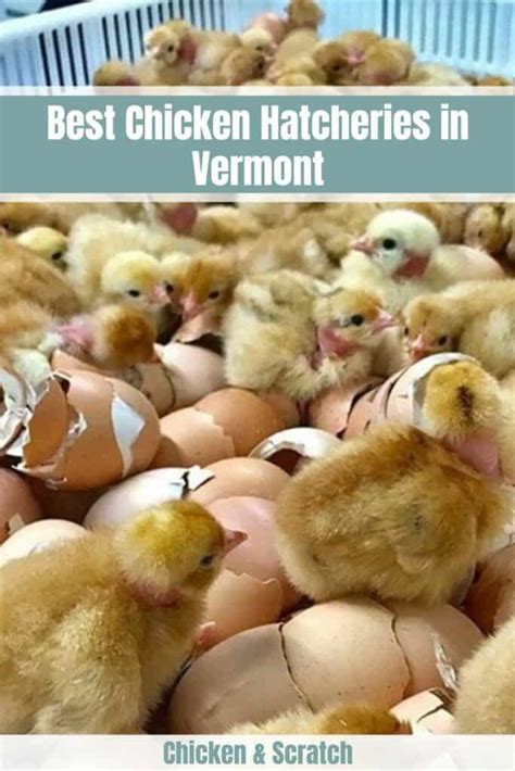 Best Hatchery For Show Chickens At Andrew Rhone Blog