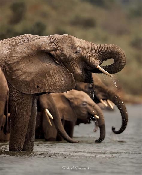 30 Incredible Photos That Showcase The Beauty Of South African Wildlife
