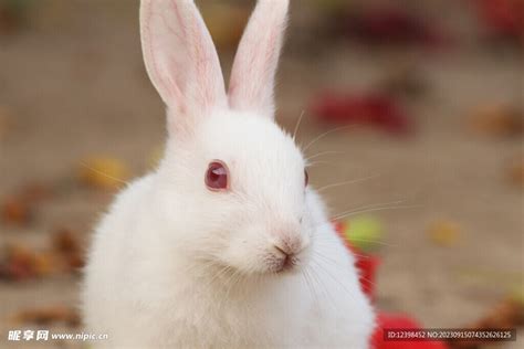 兔子摄影图家禽家畜生物世界摄影图库昵图网