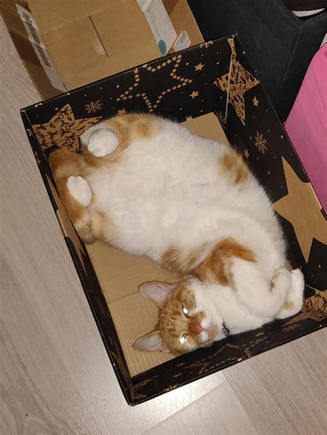 Cute Wierdo She Loves Relaxing In Wierd Spots Reyebleach