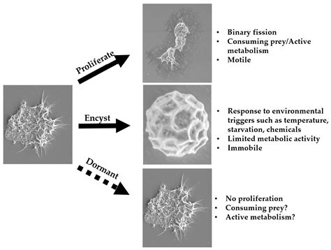 Acanthamoeba Trophozoite