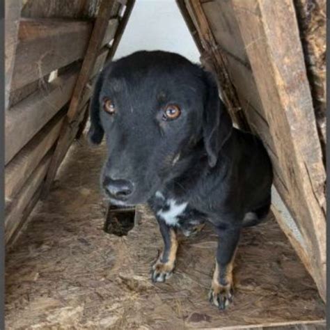 Iris Chien Croisée à Ladoption Jujurieux Pet Adoption
