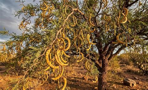 20 Mesquite Seeds Prosopis Chilensis Chilean Algarrobo Drought