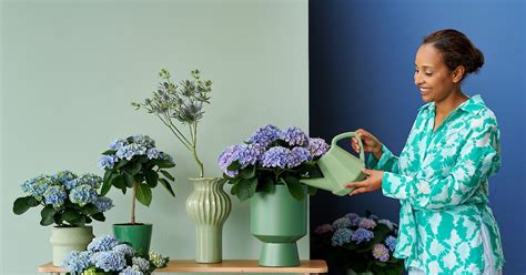 Indoor Hydrangea Magical Colours And Healthier Air In Your Home
