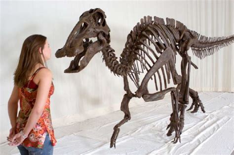 Edmontosaurus Annectens Adult Skeleton Display Replica Black Hills Institute