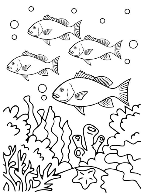 20 Snapper Coloring Pages Free Printable Pdf And Online Coloring