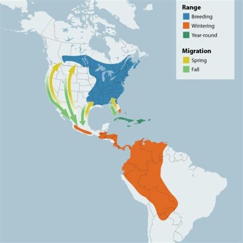 A River Of Raptors Broad Winged Hawk Migration Tyler Arboretum