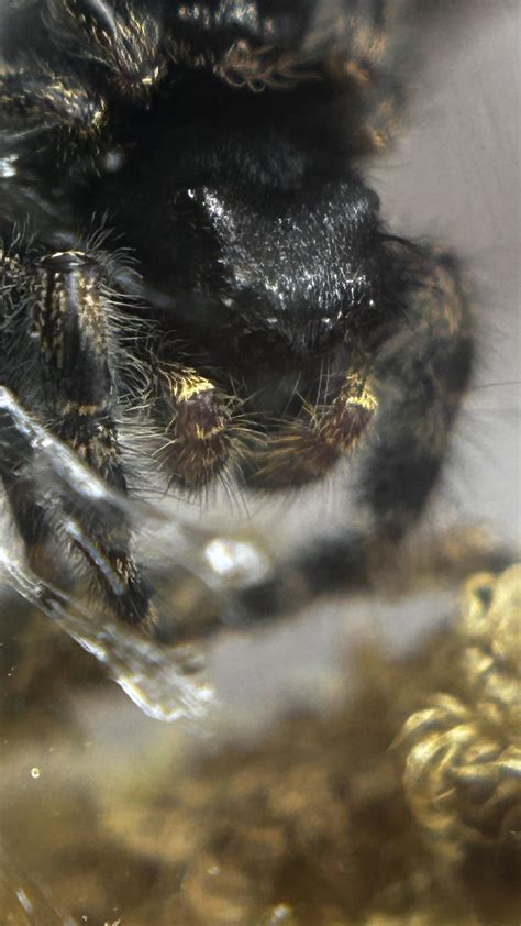 Miss Timbit Has Molted And Shes Beautiful 🥰😍 R Jumpingspiders