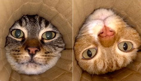 A Pair Of Tabby Cats Repeatedly Stick Their Adorable Faces Into A Pringles Shaped Cardboard Tube