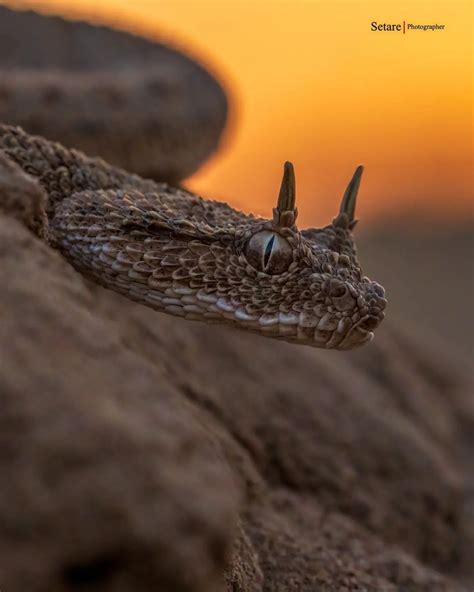 فرارو تصاویر مار افعی شاخدار عربی در شنزارهای خوزستان