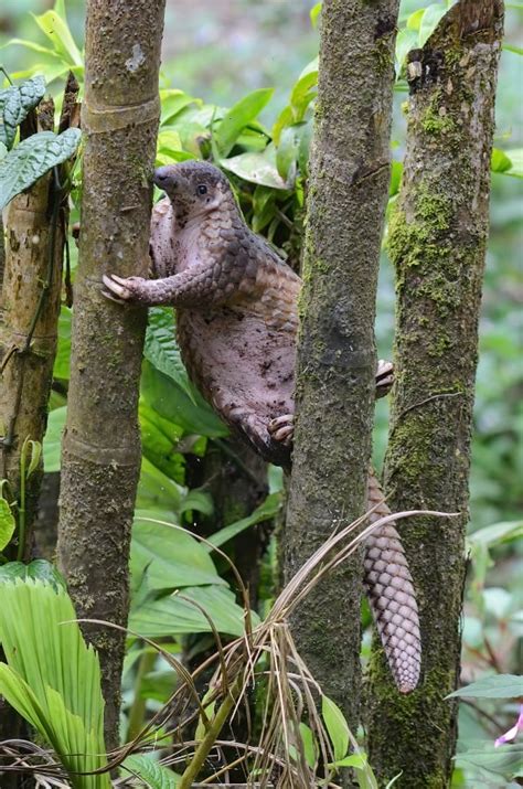 Tree Pangolin Predators