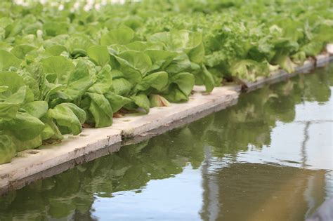 Reservoir Hydroponic System Pre 420 Sale Dwc Hydroponic System Kit