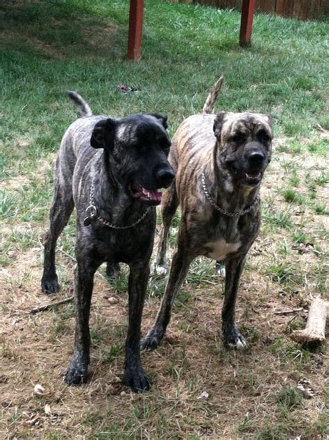 English Mastiff Shepherd Mix