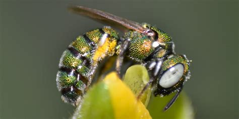 Guide Identify Different Types Of Bees Herbspeak
