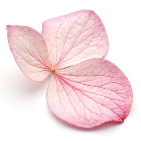 Pink Hydrangea Petal Stock Illustration Illustration Of Gardenart
