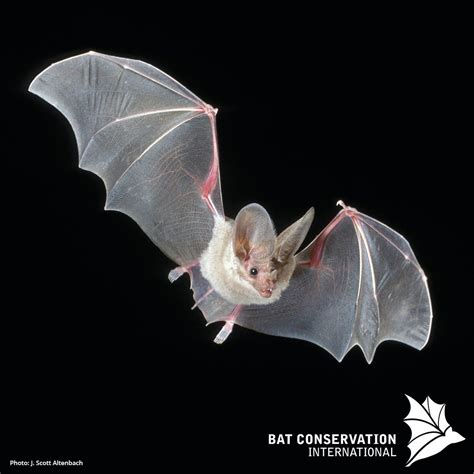 Grey Long Eared Bat Plecotus Astriacus Bat Facts And Information Artofit