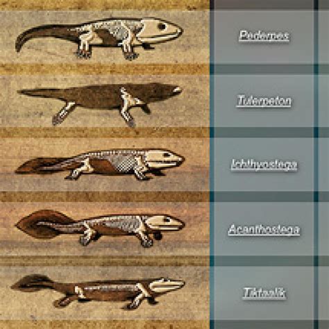 Relationship Between Fossils And Evolution At Peter French Blog