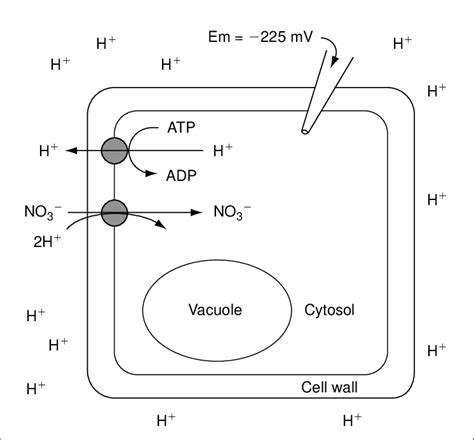 Schematic Representation Of A Plant Cell Impaled With A Microelectrode