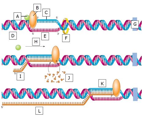 Solved Identify The Following Diagram To Assess Your