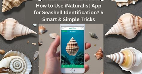 A Complete Guide To Shell Identification [18 Kinds Of Seashells Easily Explained] Marine Livings