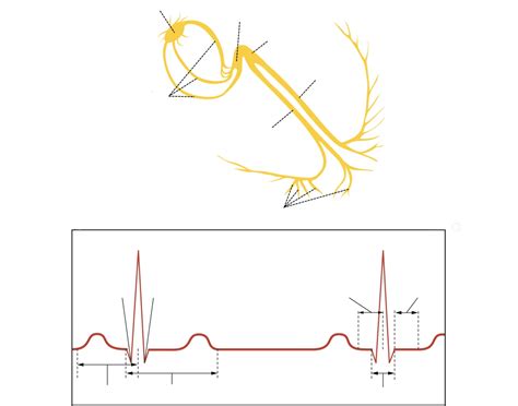Cardiac Conduction Pathway And Ekg Waveform Quiz