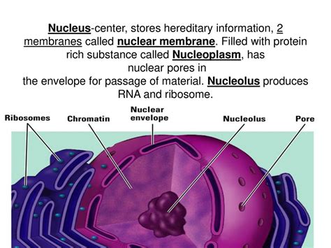 Eukaryotic Cells Section Ppt Download